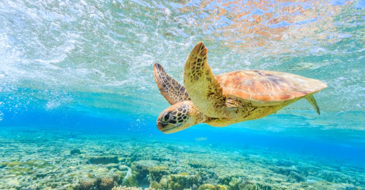 10 Animals With Record-Breaking Breath-Holding Abilities—And How They ...