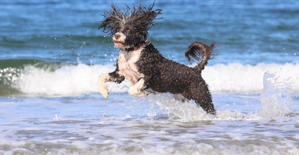 10 Beach-Safe Dog Breeds Families Adore and 5 More That Make Perfect ...
