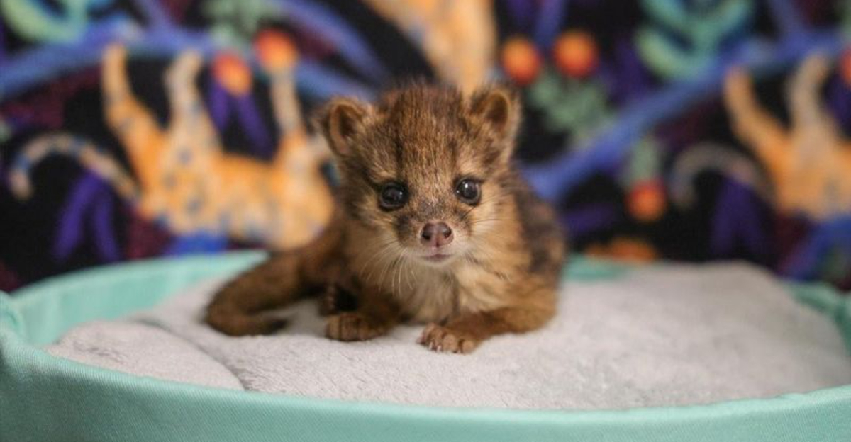 10 Cutest Animal Babies Born in Zoos This Year (And Where to See Them ...