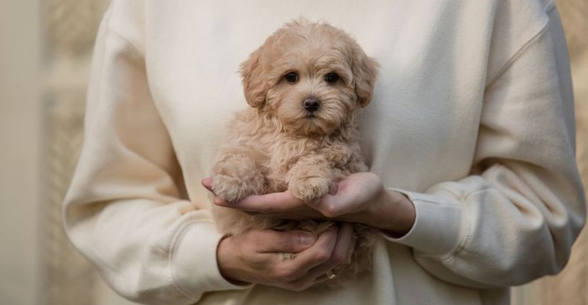 10 Cutest Crossbreed Dogs You’ll Ever See and 4 Purebreds That Are Just ...