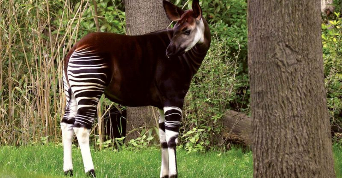 10 Elusive Mammals So Rare, Spotting One Feels Like Winning the Lottery ...