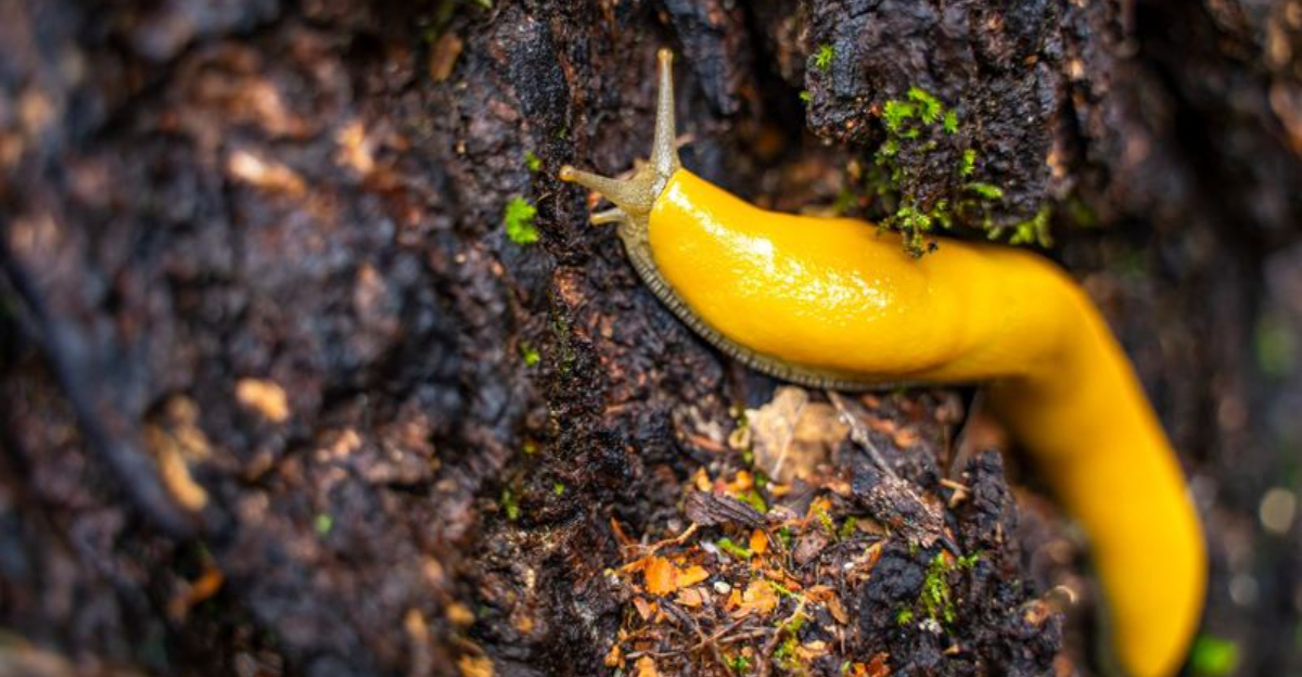 10 Fascinating Facts About Banana Slugs and Their Role in the Ecosystem ...