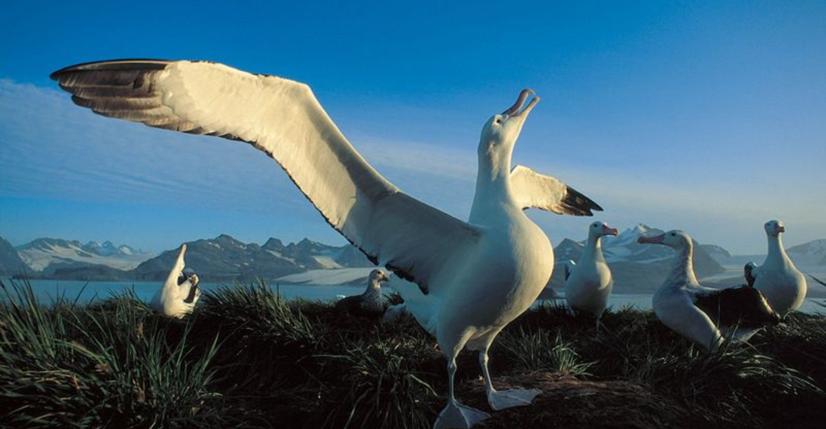 10 Flying Giants With Wingspans That Stretch Over 10 Feet - Exploring ...