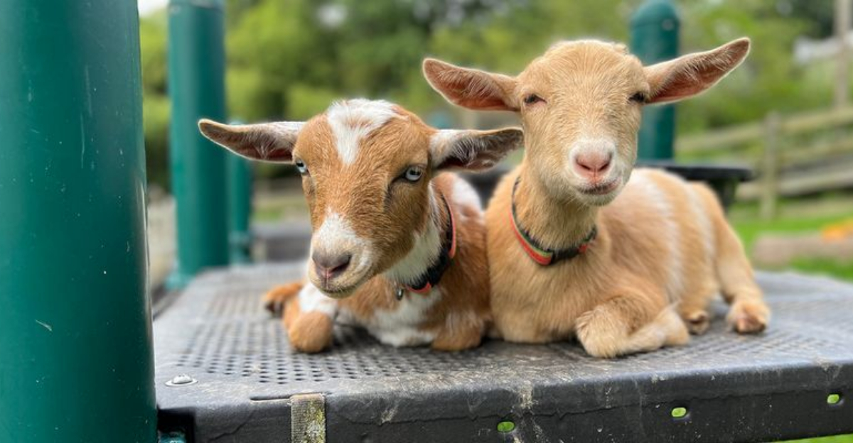 10 Friendly Farm Animals for Petting Zoos—and 3 That Can Be a Real ...