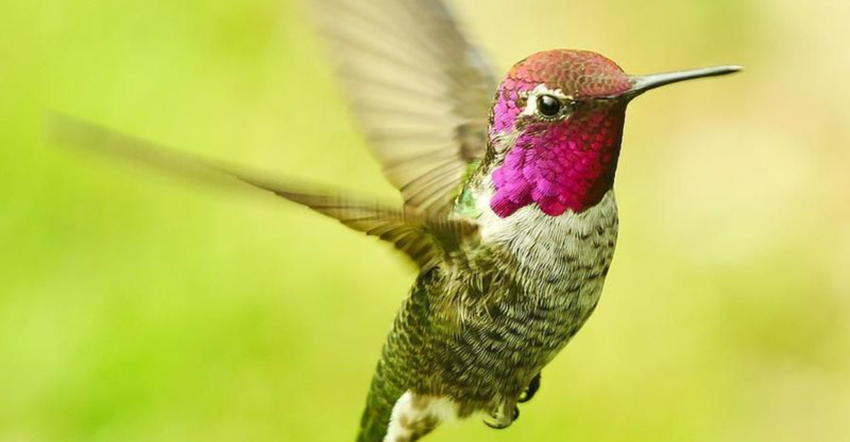 10 Gorgeous Hummingbirds You’ll Only See in the United States ...