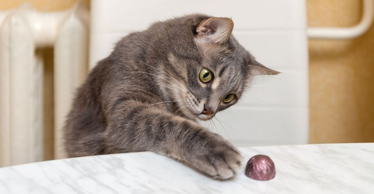 10 Hilarious and Honest Reasons Cats Knock Stuff Over - Exploring Animals