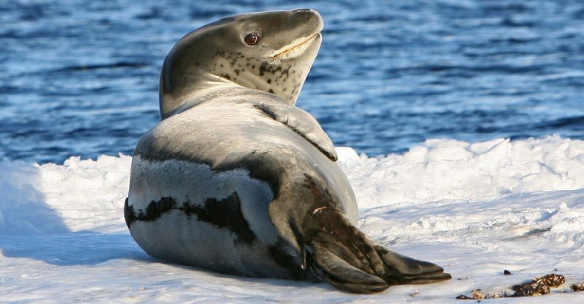 10 Innocent-Looking Animals That Can Kill—and 7 More That Are Even More ...