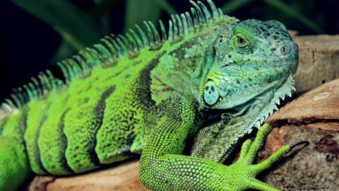 10 Invasive Reptiles Disrupting California’s Wildlife - Exploring Animals