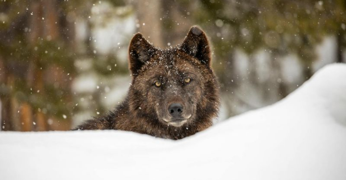 10 Places in America Where Wild Wolves Are Making a Fierce Comeback ...
