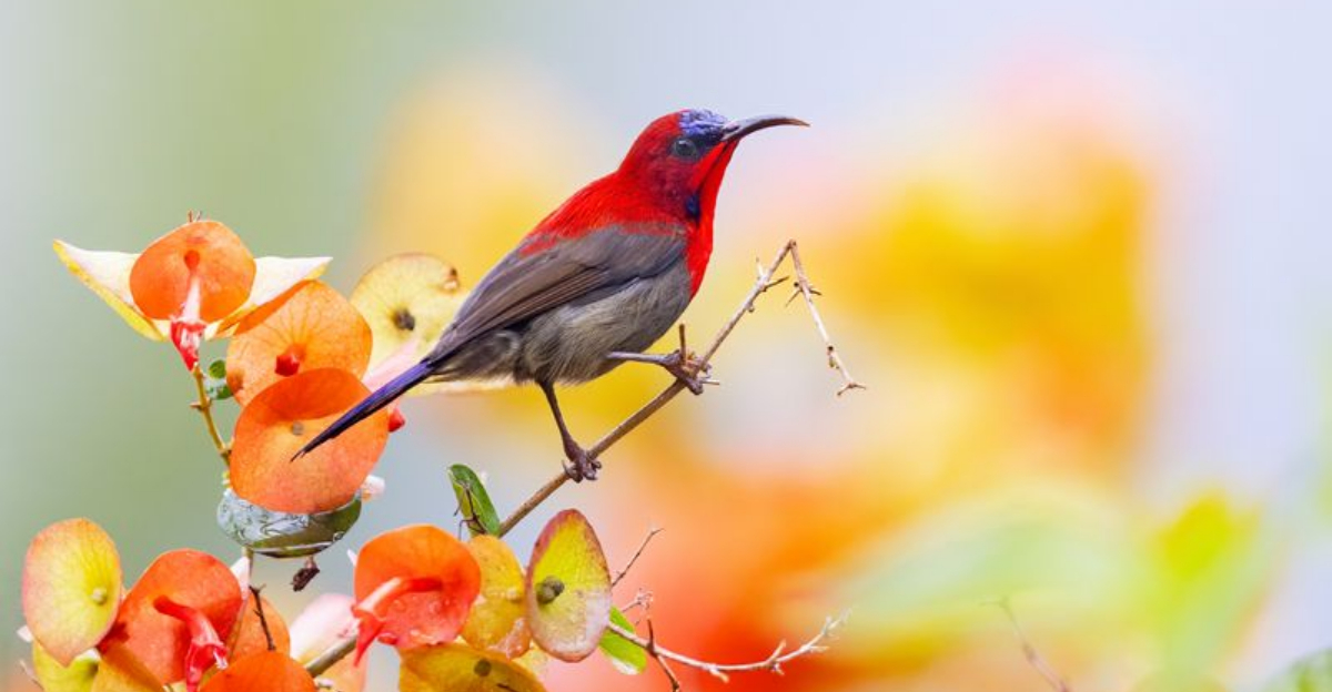 10 Red Birds That Brighten the Wild and 6 That Are Easy to Confuse ...