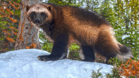 10 States Where Wolverines Still Roam—and the Wild Places They Love ...