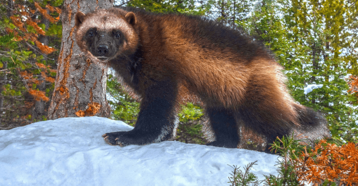 10 States Where Wolverines Still Roam—and the Wild Places They Love ...