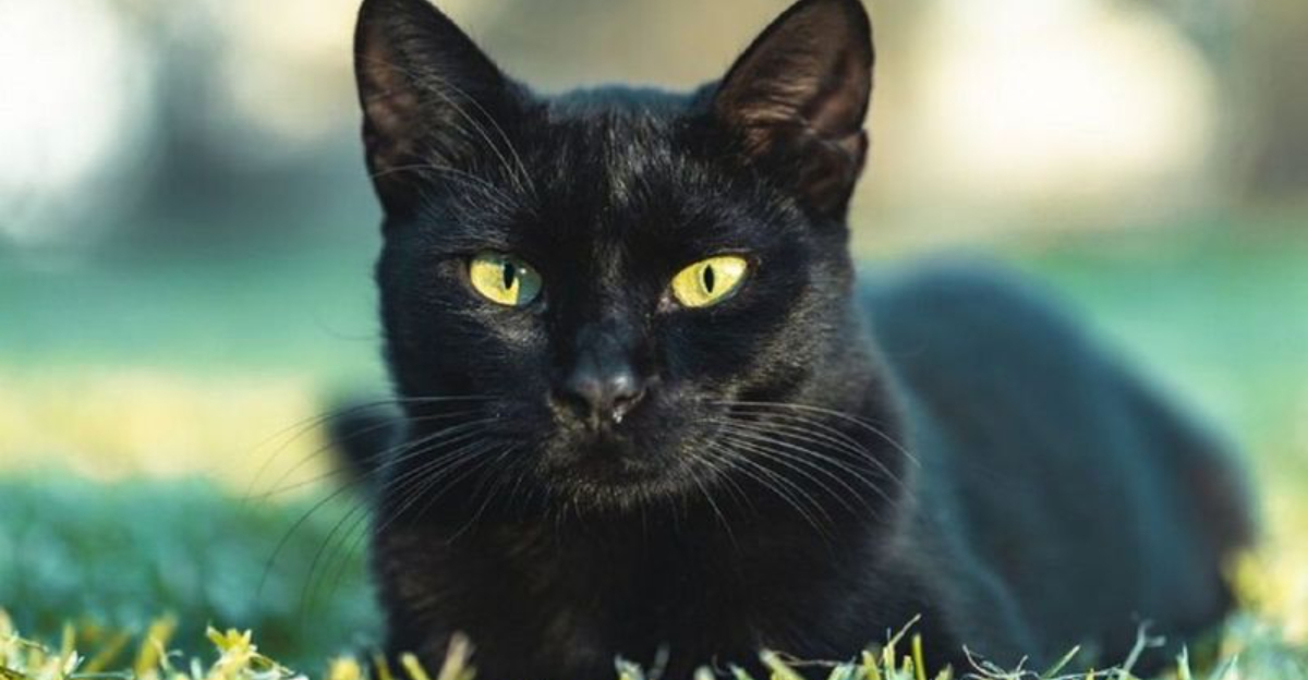 10 Things That Make Black Cats Amazing Pets—And 5 That Just Make Them ...
