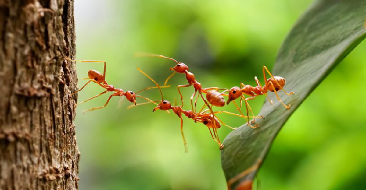 10 Ways Ants Mirror Human Codependency—and What We Can Learn ...