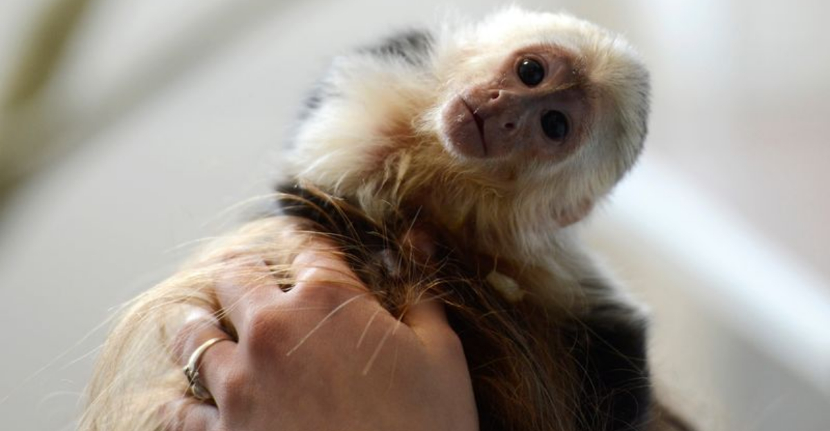 10 Wild Animals People Somehow Keep as Pets—And the Chaos That Follows ...