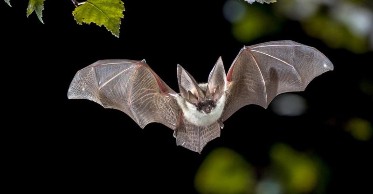 11 Amazing Facts About Bats and Why They’re So Important - Exploring Animals