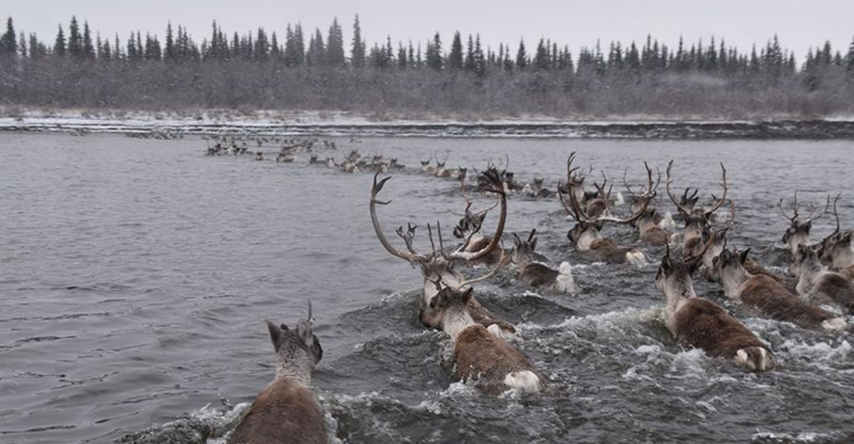 11 Animals That Disappear in Summer—And Where They Actually Go ...