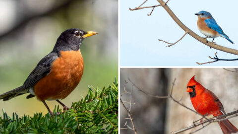 11 Birds Every Birder Should Know and 5 You’re Probably Misidentifying ...