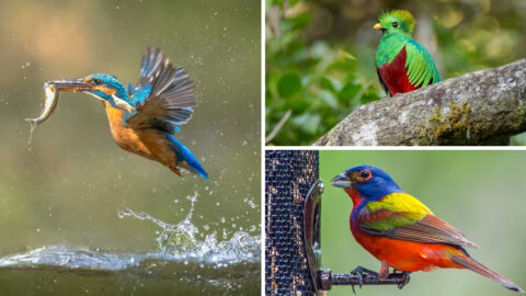 11 Birds With Breathtaking Plumage—and 4 Whose Colors Fade Fast ...