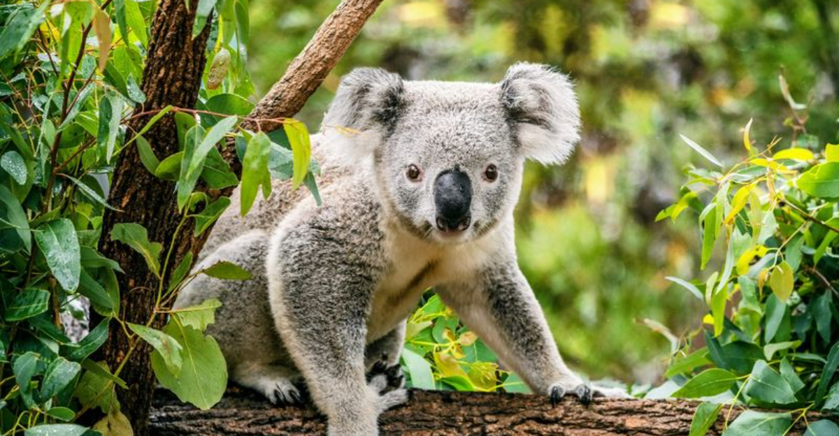 11 Bizarre Koala Habits That Actually Help Them Survive - Exploring Animals