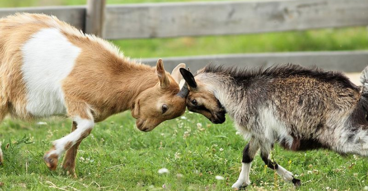 11 Cute Animal Behaviors You Love and 5 That Are Really a Red Flag ...