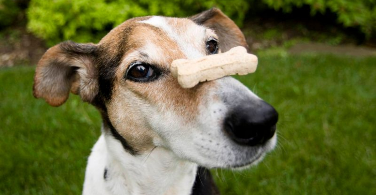 11 Dog Tricks That Impress Everyone and 7 More That Are Just as Fun ...