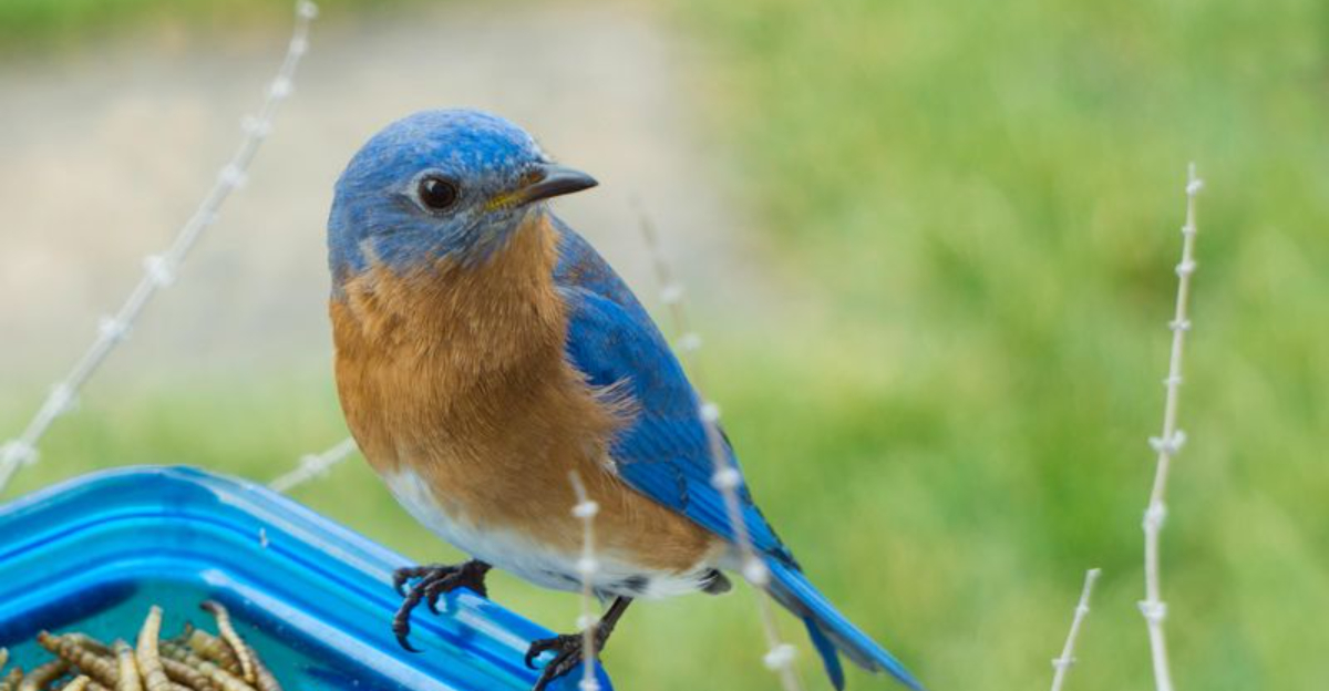 11 Effective Ways to Attract Bluebirds to Your Yard - Exploring Animals
