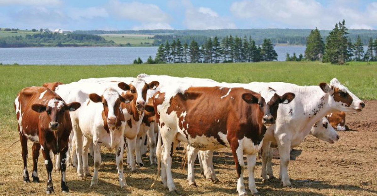 11 Farm Animals Worth More Than Gold - Exploring Animals