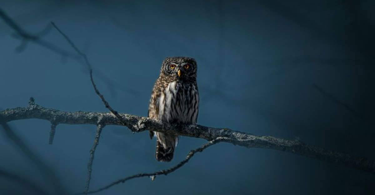 11 Incredible Animals That See Clearly in the Dark - Exploring Animals
