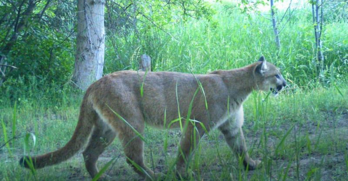 11 Places in the U.S. Where Cougars Still Roam the Wild - Exploring Animals