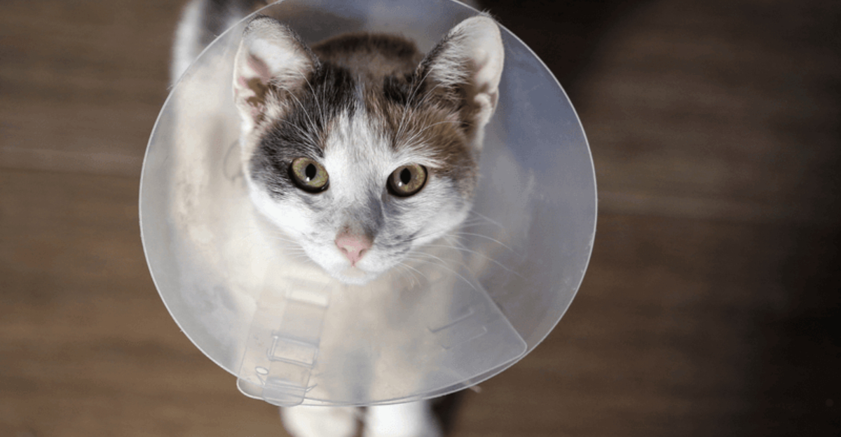 11 Proven Benefits of Spaying or Neutering Your Pet - Exploring Animals