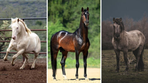 12 Amazing Horse Colors and Patterns That Highlight Their Natural ...