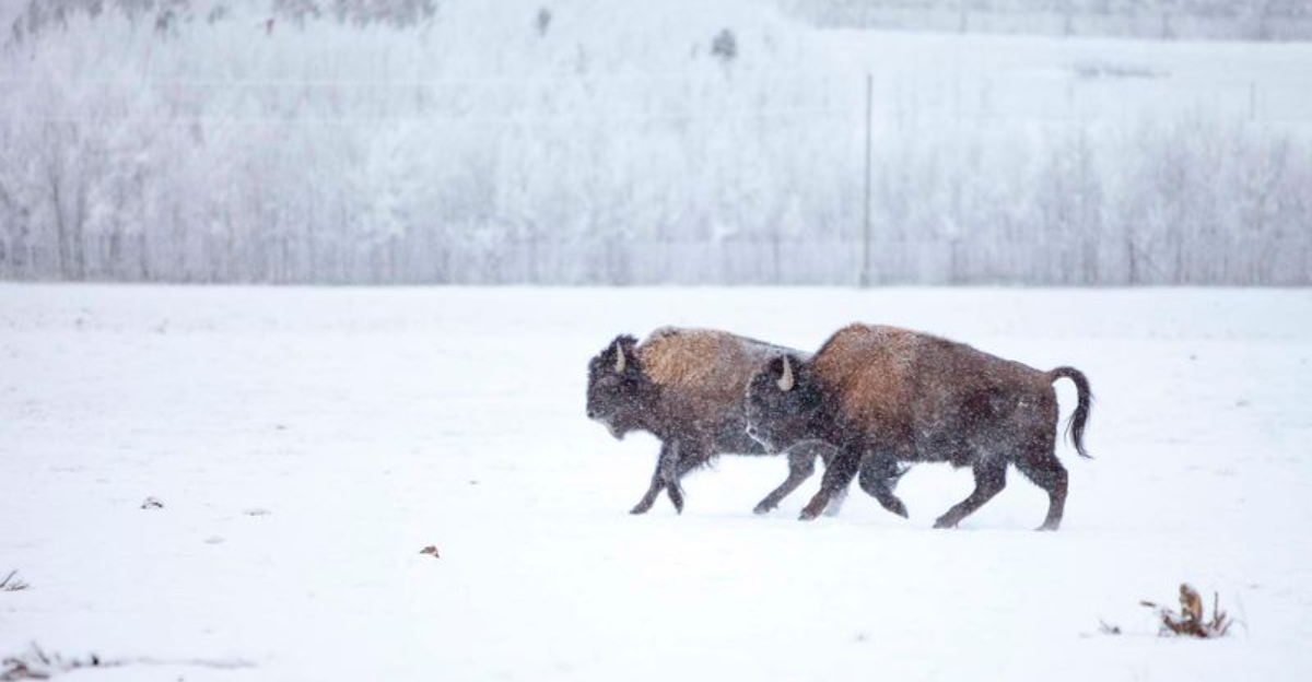 12 Animals That Can Survive Being Frozen—And Thaw Back to Life in ...