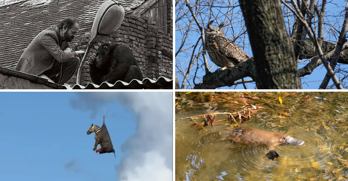 12 Animals That Escaped From Zoos and Were Never Caught - Exploring Animals