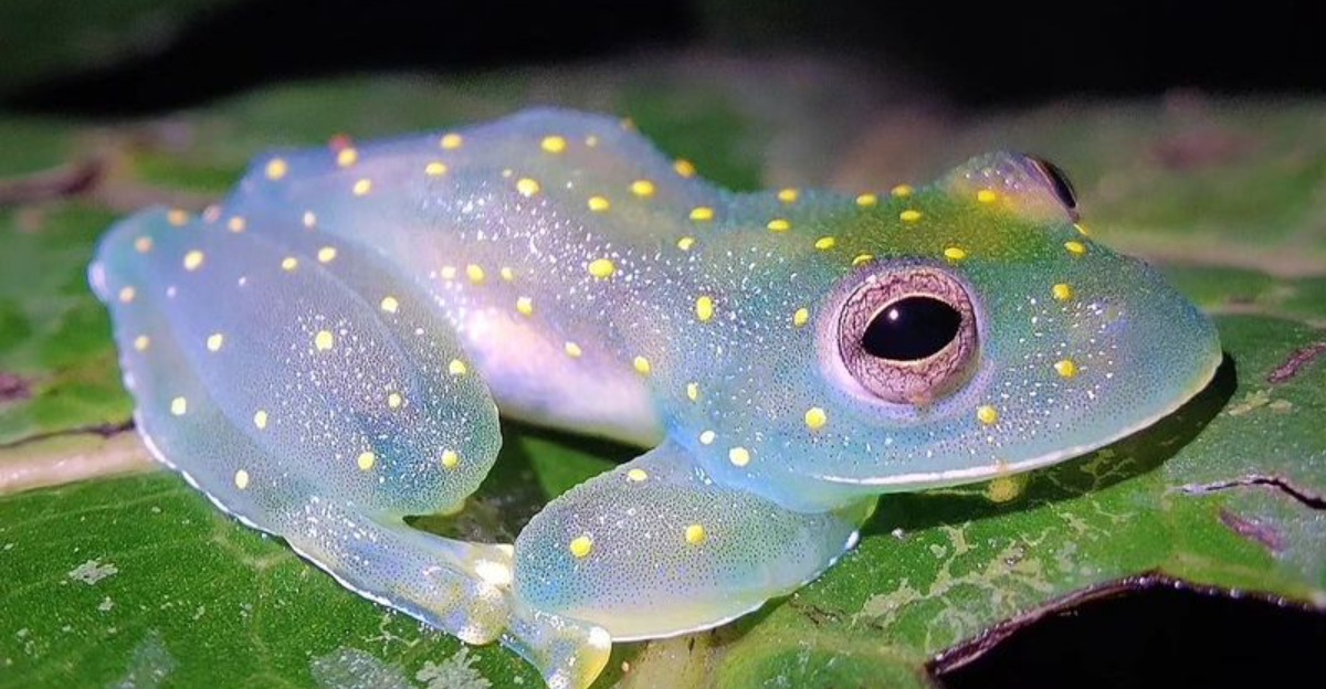 12 Animals That Look Like They Came From Another Planet - Exploring Animals