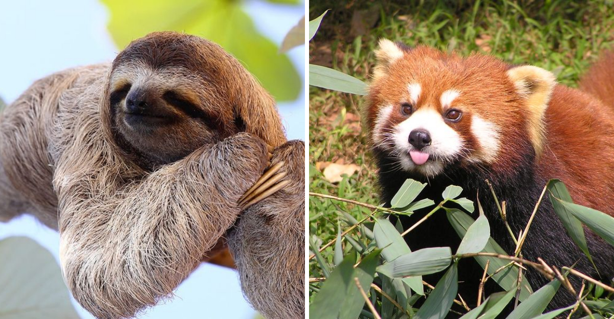 12 Animals That Melt Hearts—and 3 That Pretend to Be Sweet but Aren’t ...