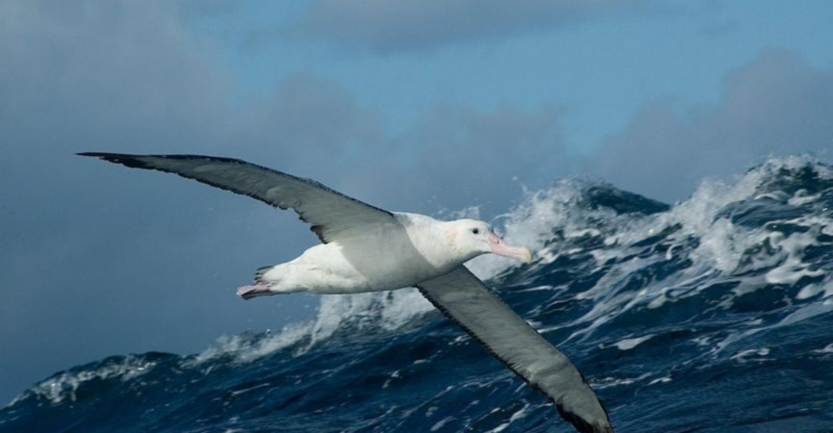 12 Animals That Vanish Without a Trace—And the Bizarre Places They Turn ...