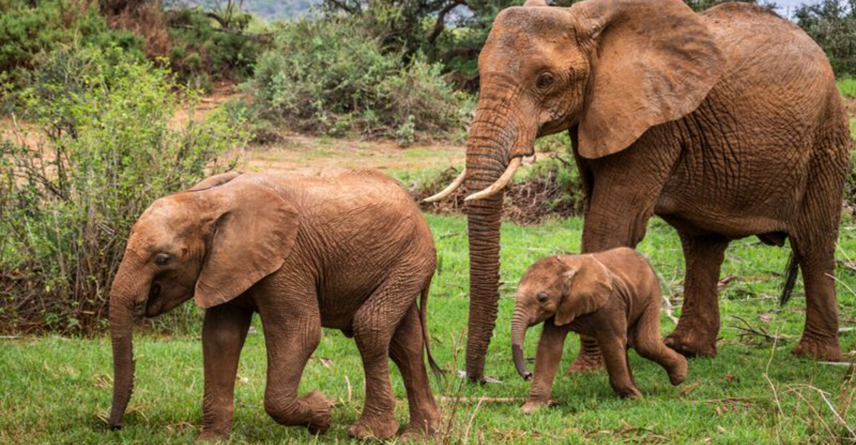 12 Animals With Better Parenting Skills Than Most Humans - Exploring ...