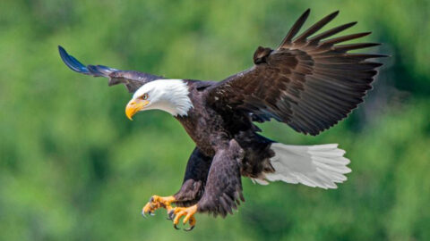 12 Animals With Vision So Sharp They Can Spot Prey a Mile Away ...