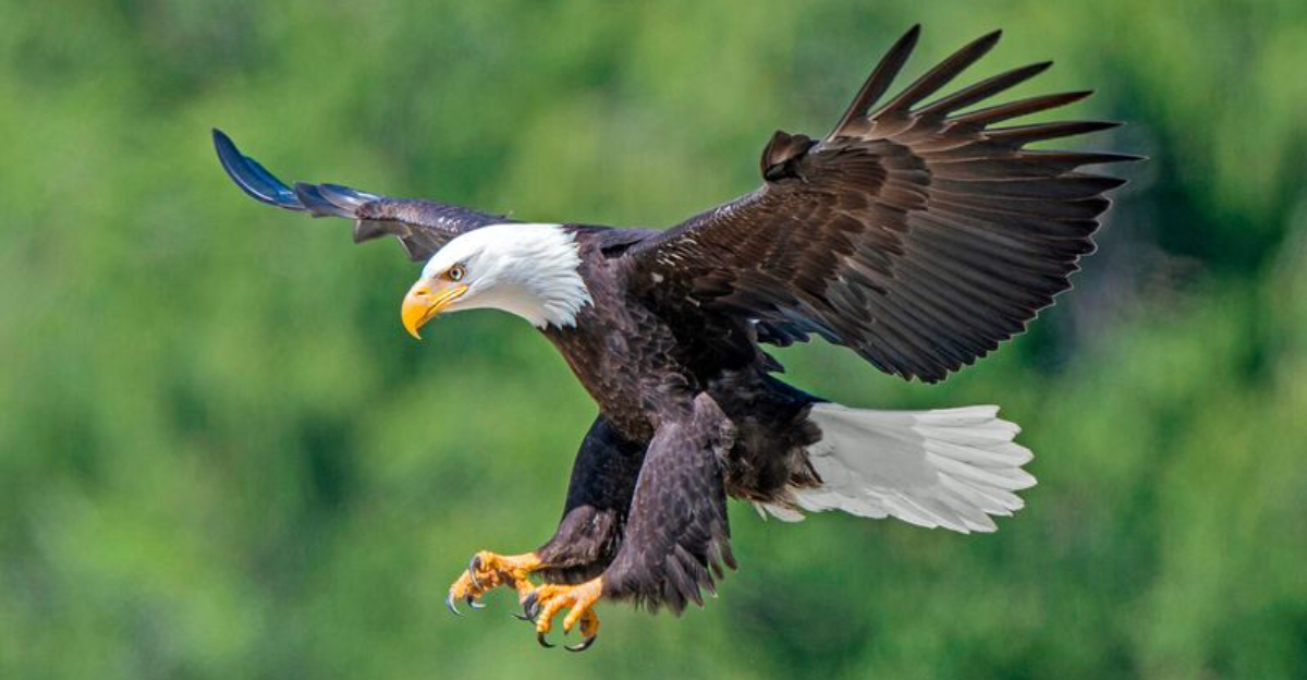 12 Animals With Vision So Sharp They Can Spot Prey a Mile Away ...