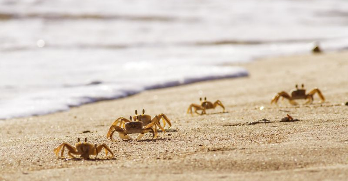 12 Beach Creatures Kids Should Watch For—and 5 They Should Absolutely ...