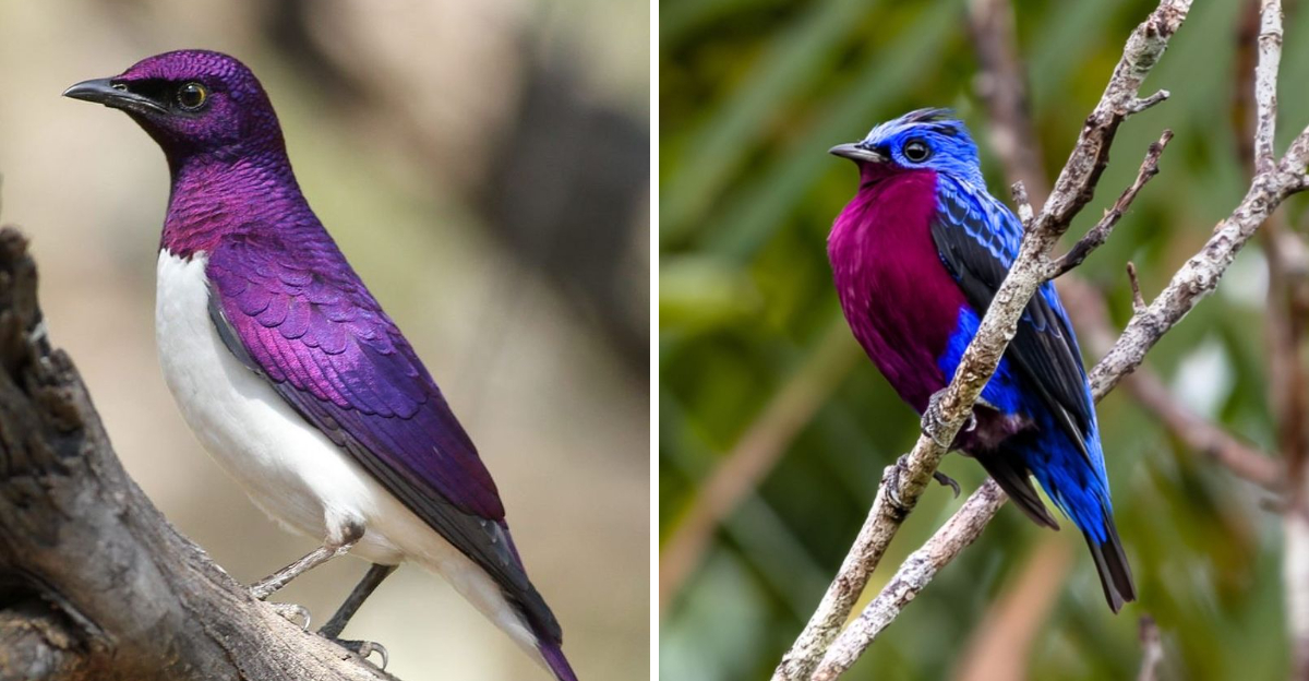 12 Beautiful Purple Birds That Brighten Skies Around the World ...