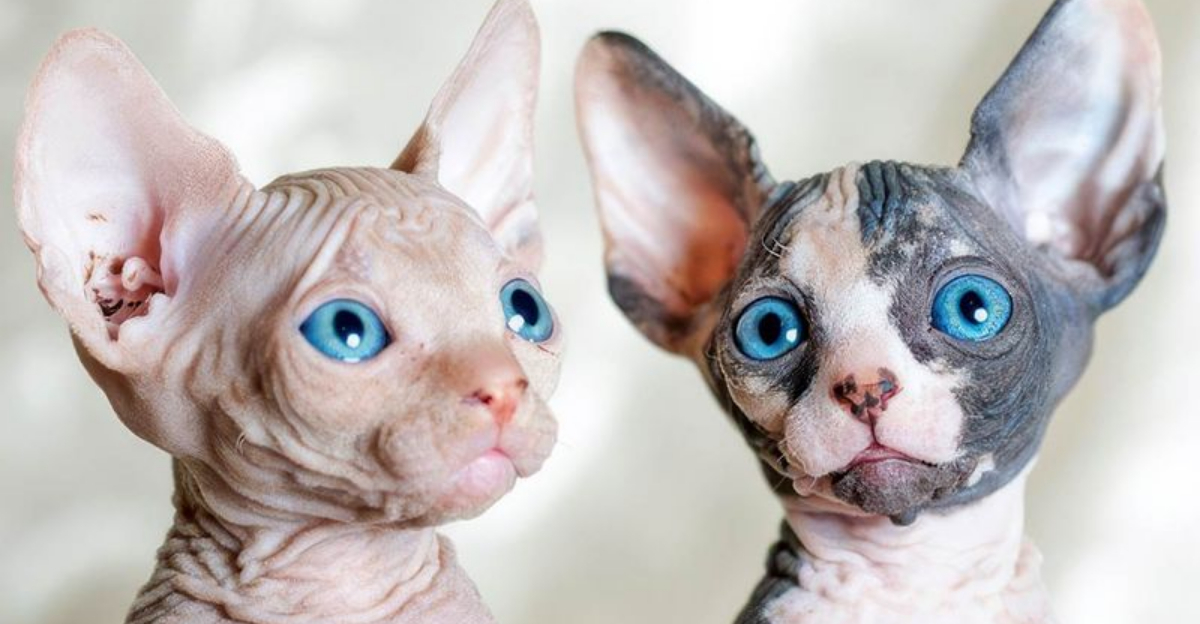 12 Cats That Live Long Lives and 5 More That Stay Playful for Years ...