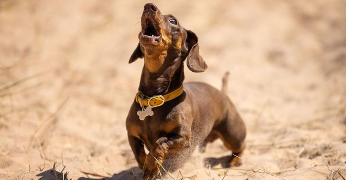 12 Dog Breeds That Sing, Squeak, and Yodel—And People Love It ...