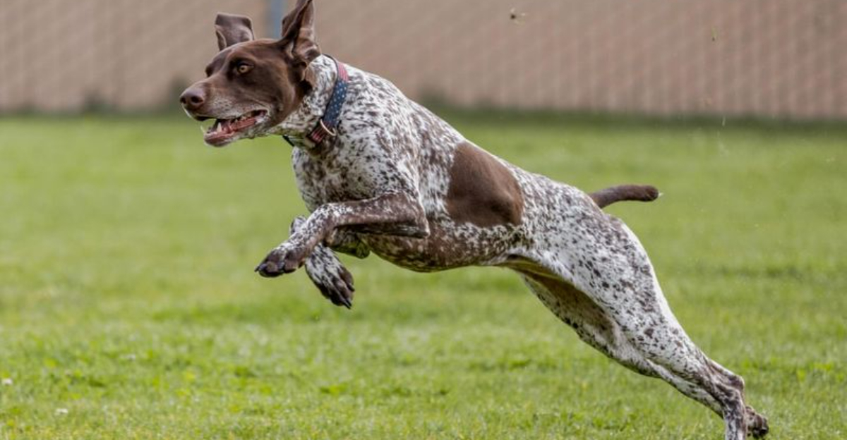 12 Elite Hunting Dogs That Never Miss Their Mark - Exploring Animals