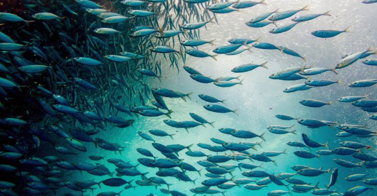 12 Facts About Sardines and Their Ecosystem Role - Exploring Animals