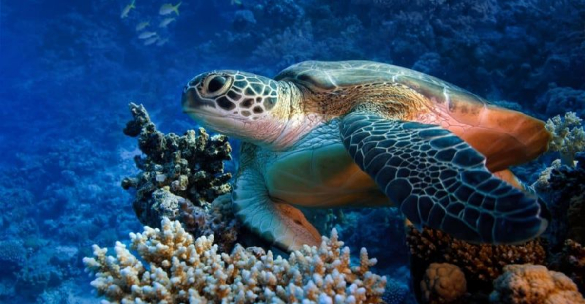 12 Fascinating Facts About Sea Turtles and 7 More That Will Surprise ...