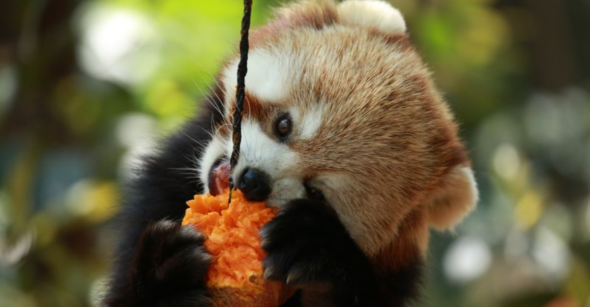 12 Fascinating Red Panda Facts That Prove They’re One of Nature’s ...