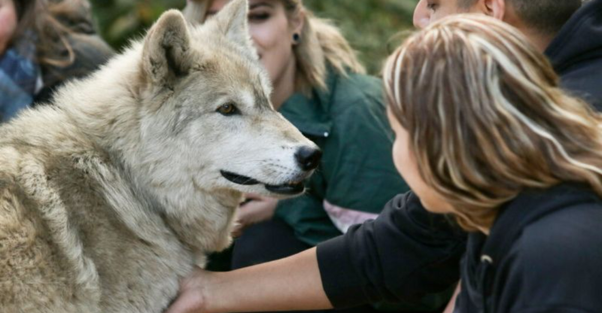 12 Incredible Things You’ll Learn Visiting Indiana’s Rescued Wolf ...