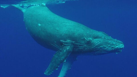 12 Most Powerful Animals In The World - Exploring Animals